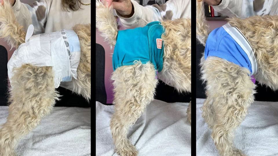 18 Diy Dog Diapers To Keep Your Furry Friend Comfortable - Solar Living ...