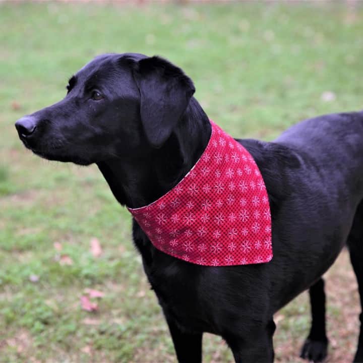 28 Easy Diy Dog Bandana Patterns - Solar Living Savvy