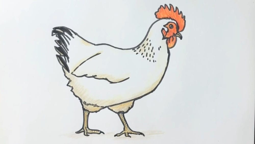 30 Easy Chicken Drawing Ideas How To Draw A Chicken - Solar Living Savvy
