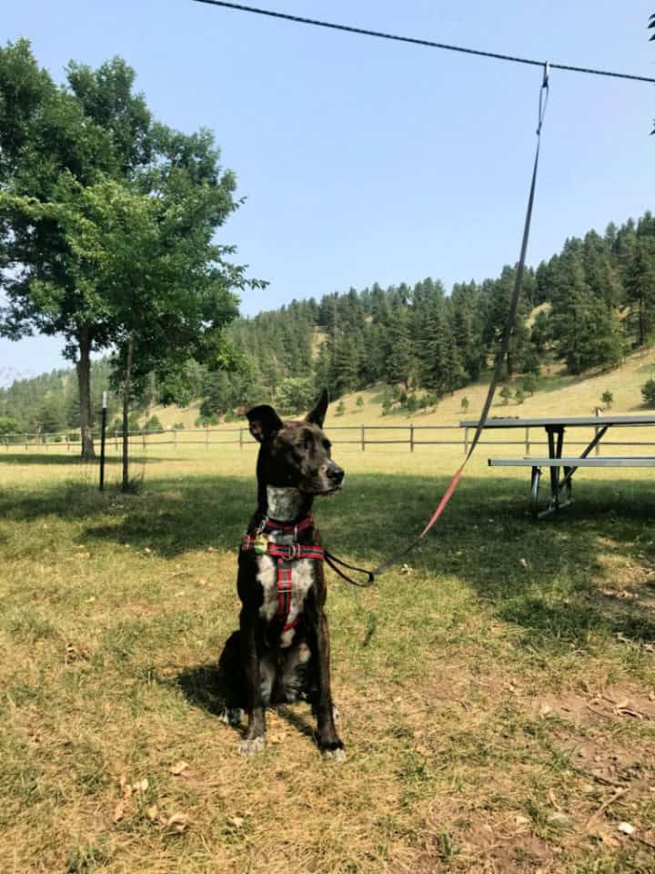 30 Easy Diy Zipline With Step By Step Instructions - Solar Living Savvy