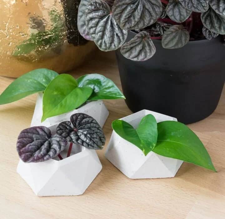 25 Diy Concrete Mold Ideas - Solar Living Savvy