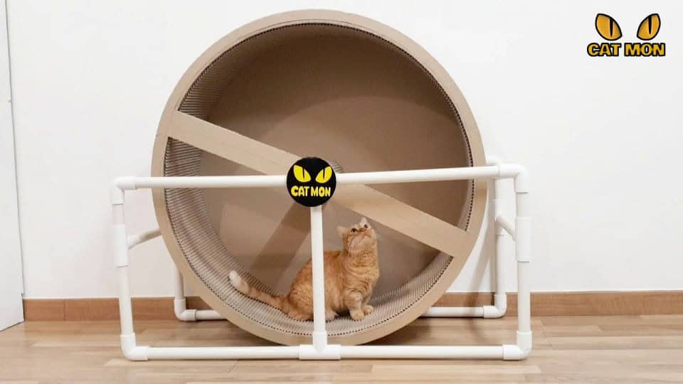 17 Diy Cat Wheel Plans For Your Feline Friend - Solar Living Savvy