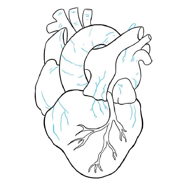 17 Easy Human Heart Drawing Ideas Draw A Human Heart - Solar Living Savvy