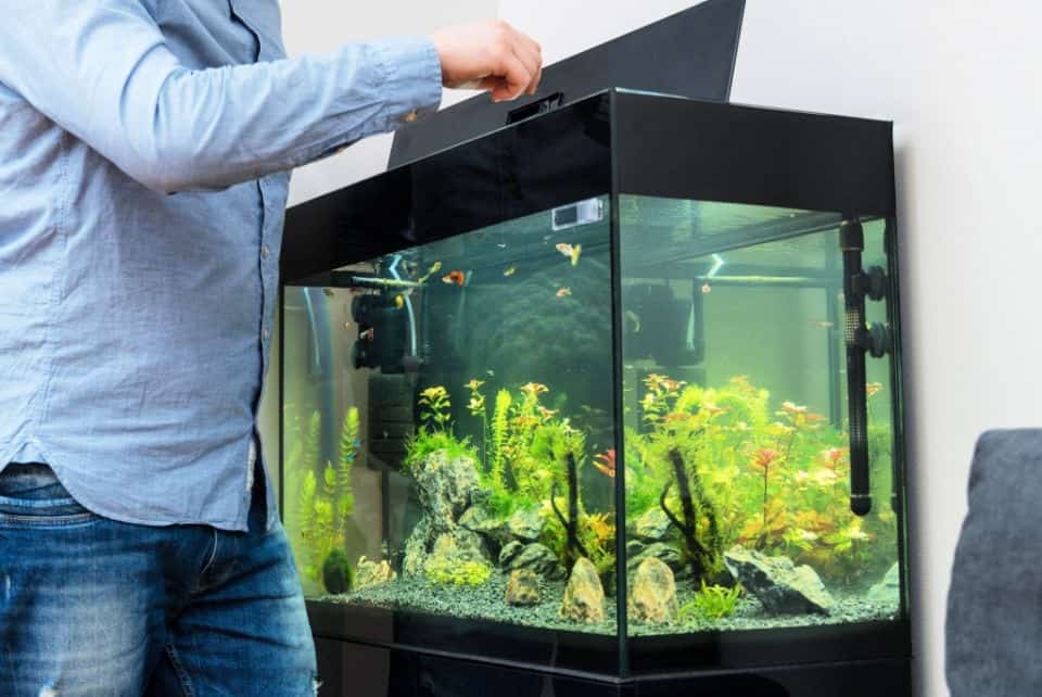 25 Free Diy Fish Tank Plans - Solar Living Savvy