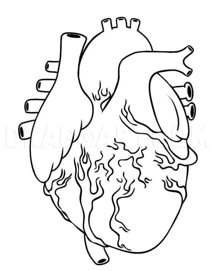 17 Easy Human Heart Drawing Ideas Draw A Human Heart - Solar Living Savvy
