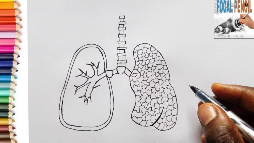 30 Easy Lungs Drawing Ideas - Solar Living Savvy