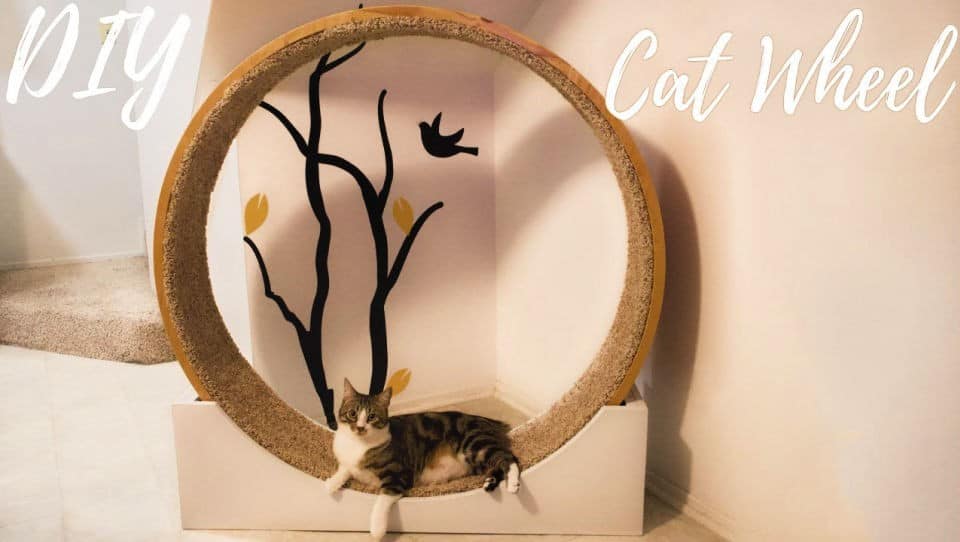 17 Diy Cat Wheel Plans For Your Feline Friend - Solar Living Savvy