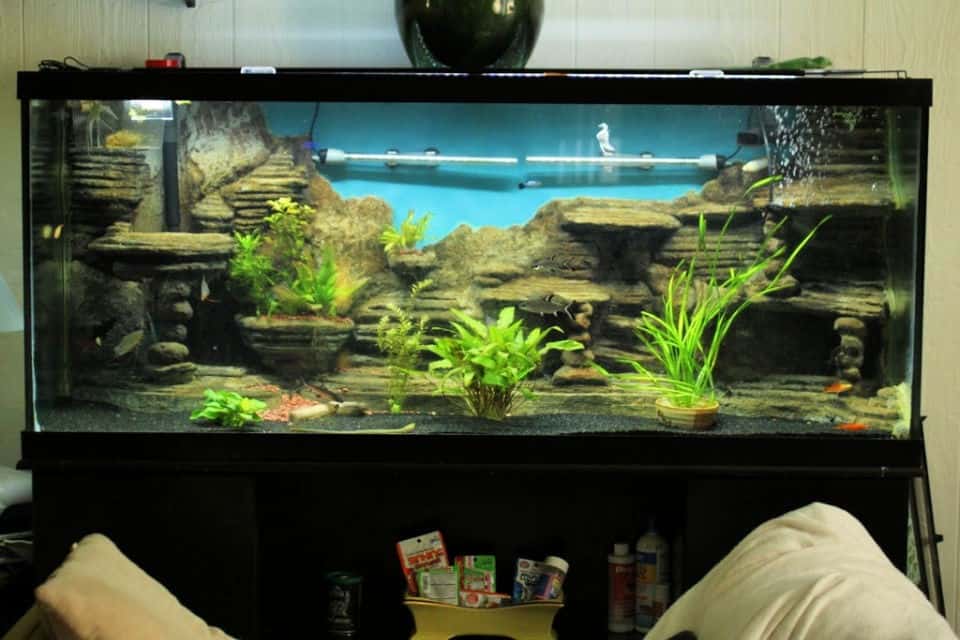 25 Free Diy Fish Tank Plans - Solar Living Savvy