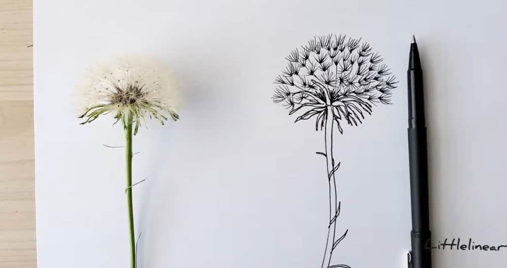 25 Easy Dandelion Drawing Ideas - Solar Living Savvy