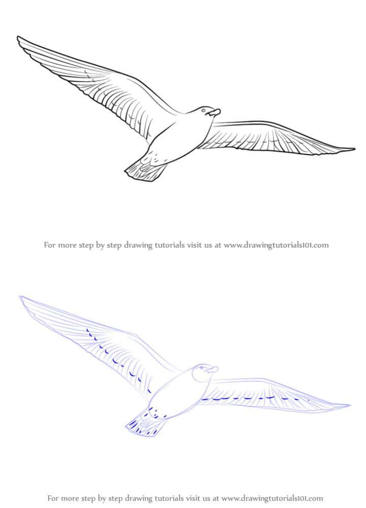 25 Easy Flying Bird Drawing Ideas - Solar Living Savvy
