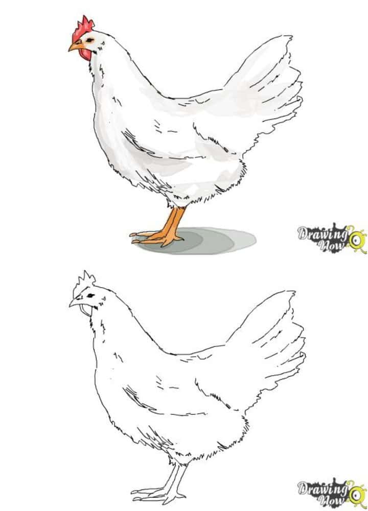 30 Easy Chicken Drawing Ideas How To Draw A Chicken - Solar Living Savvy