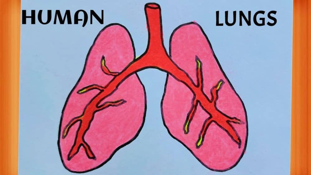 30 Easy Lungs Drawing Ideas - Solar Living Savvy