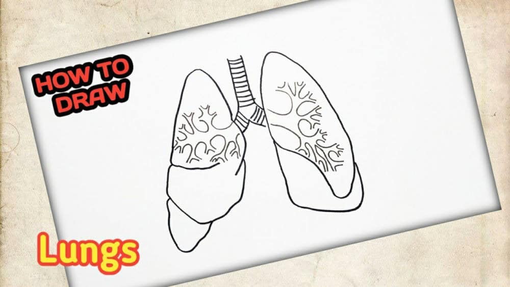 30 Easy Lungs Drawing Ideas - Solar Living Savvy