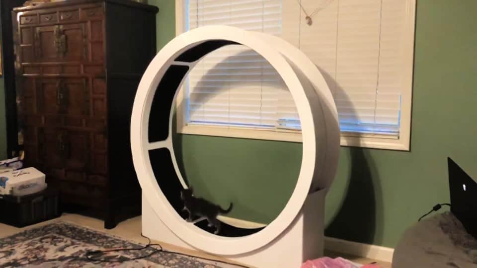 17 Diy Cat Wheel Plans For Your Feline Friend - Solar Living Savvy