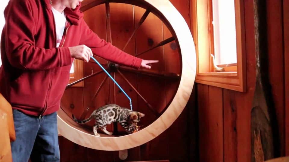 17 Diy Cat Wheel Plans For Your Feline Friend - Solar Living Savvy