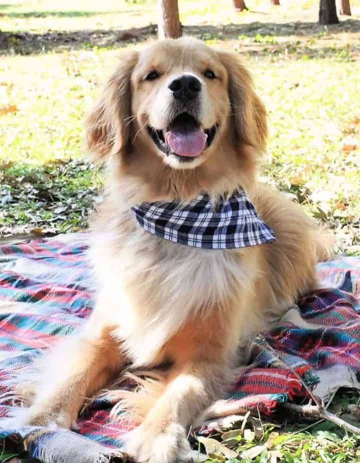28 Easy Diy Dog Bandana Patterns - Solar Living Savvy