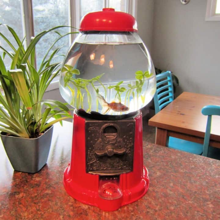 25 Free Diy Fish Tank Plans - Solar Living Savvy