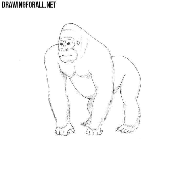 30 Easy Gorilla Drawing Ideas How To Draw A Gorilla - Solar Living Savvy
