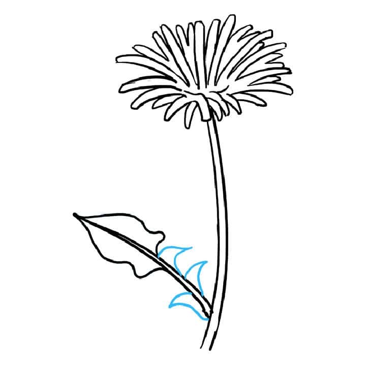 25 Easy Dandelion Drawing Ideas - Solar Living Savvy