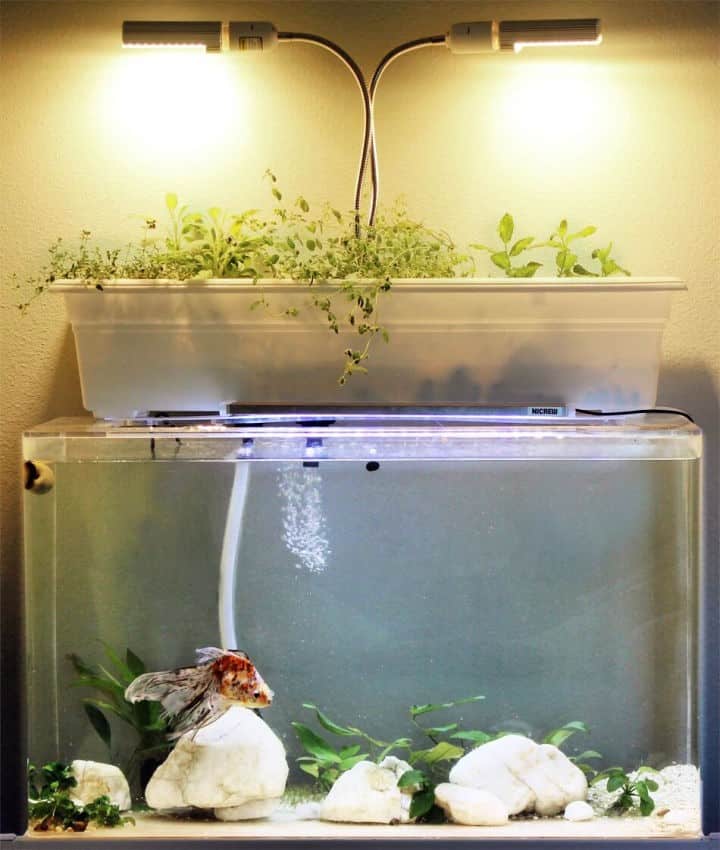 25 Free Diy Fish Tank Plans - Solar Living Savvy