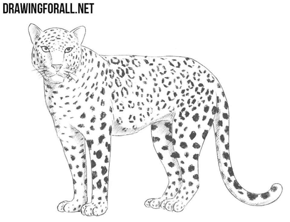30 Easy Leopard Drawing Ideas - Solar Living Savvy