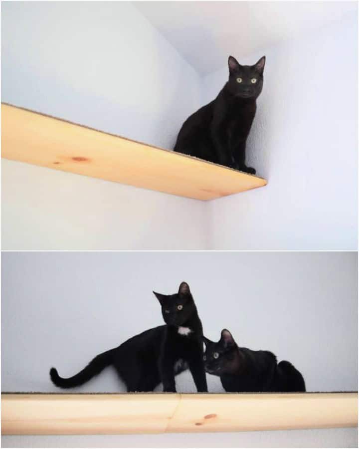 20 Creative Diy Cat Shelves And Cat Wall Ideas - Solar Living Savvy