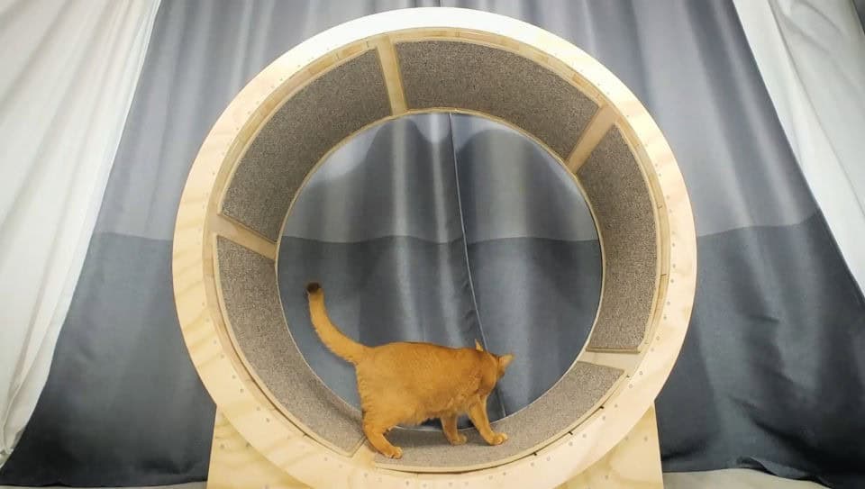 17 Diy Cat Wheel Plans For Your Feline Friend - Solar Living Savvy