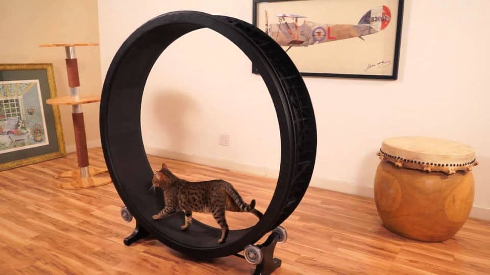 17 Diy Cat Wheel Plans For Your Feline Friend - Solar Living Savvy