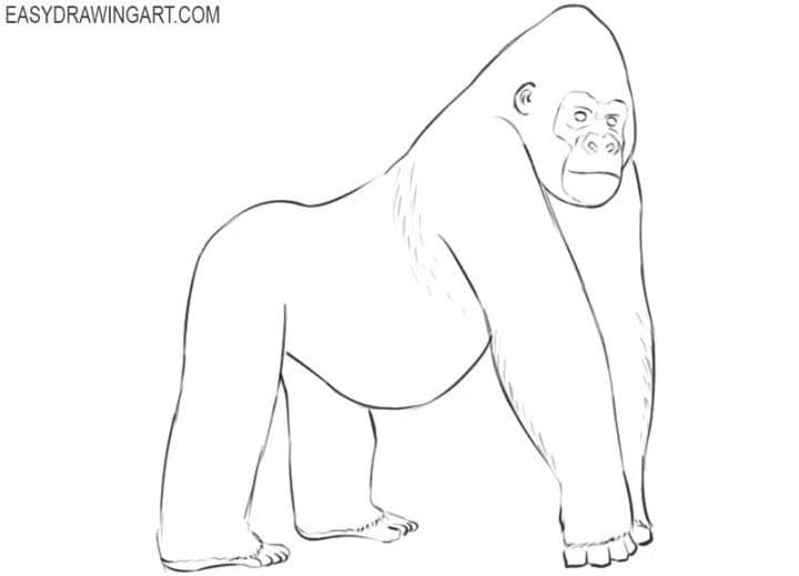 30 Easy Gorilla Drawing Ideas How To Draw A Gorilla - Solar Living Savvy
