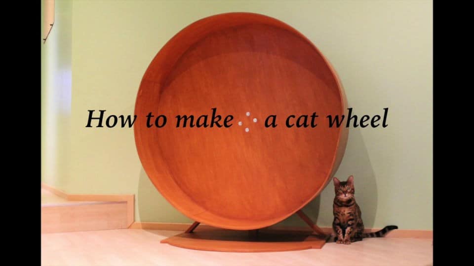 17 Diy Cat Wheel Plans For Your Feline Friend - Solar Living Savvy