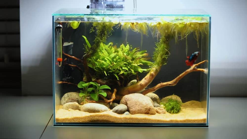 25 Free Diy Fish Tank Plans - Solar Living Savvy