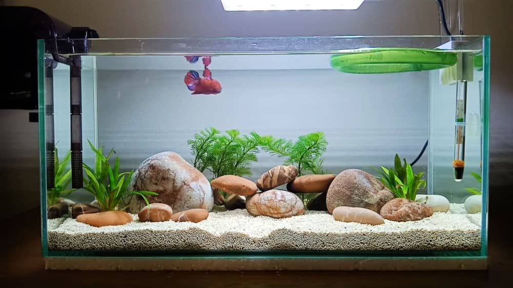 25 Free Diy Fish Tank Plans - Solar Living Savvy